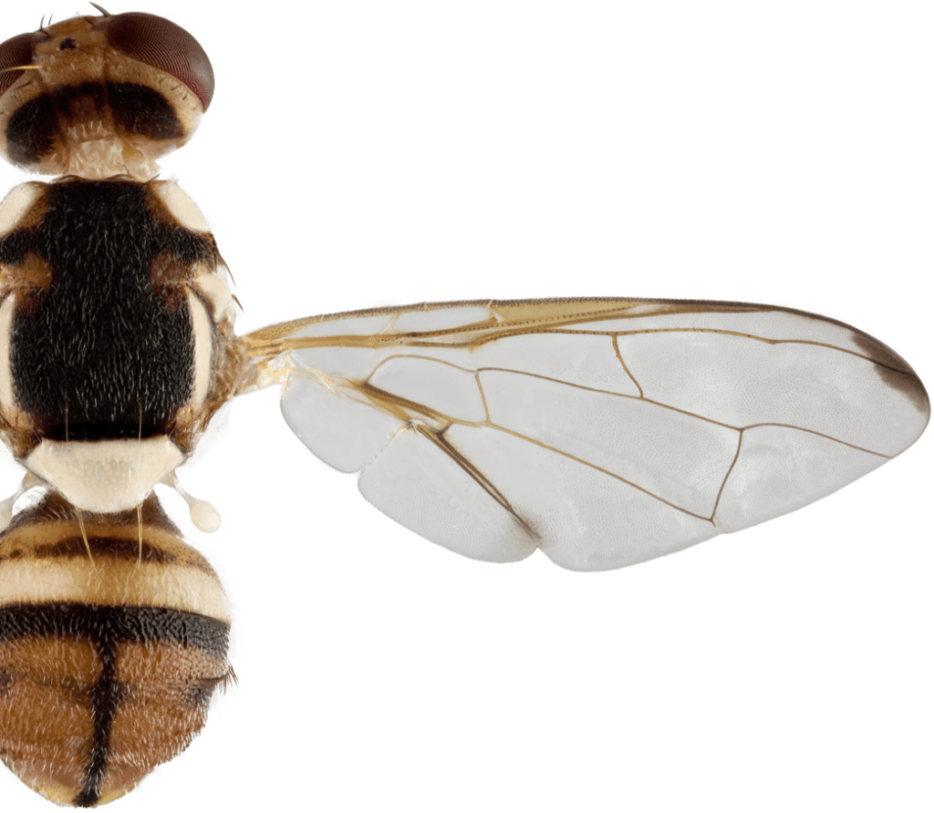 Insect Pests - React Insect